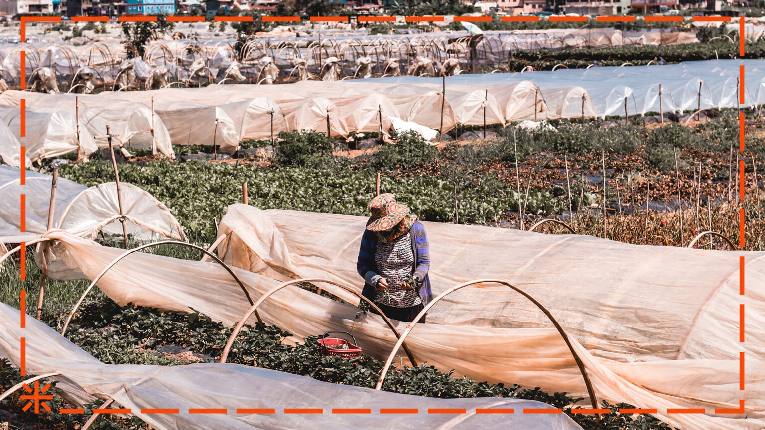 Rural Rising | RICE
