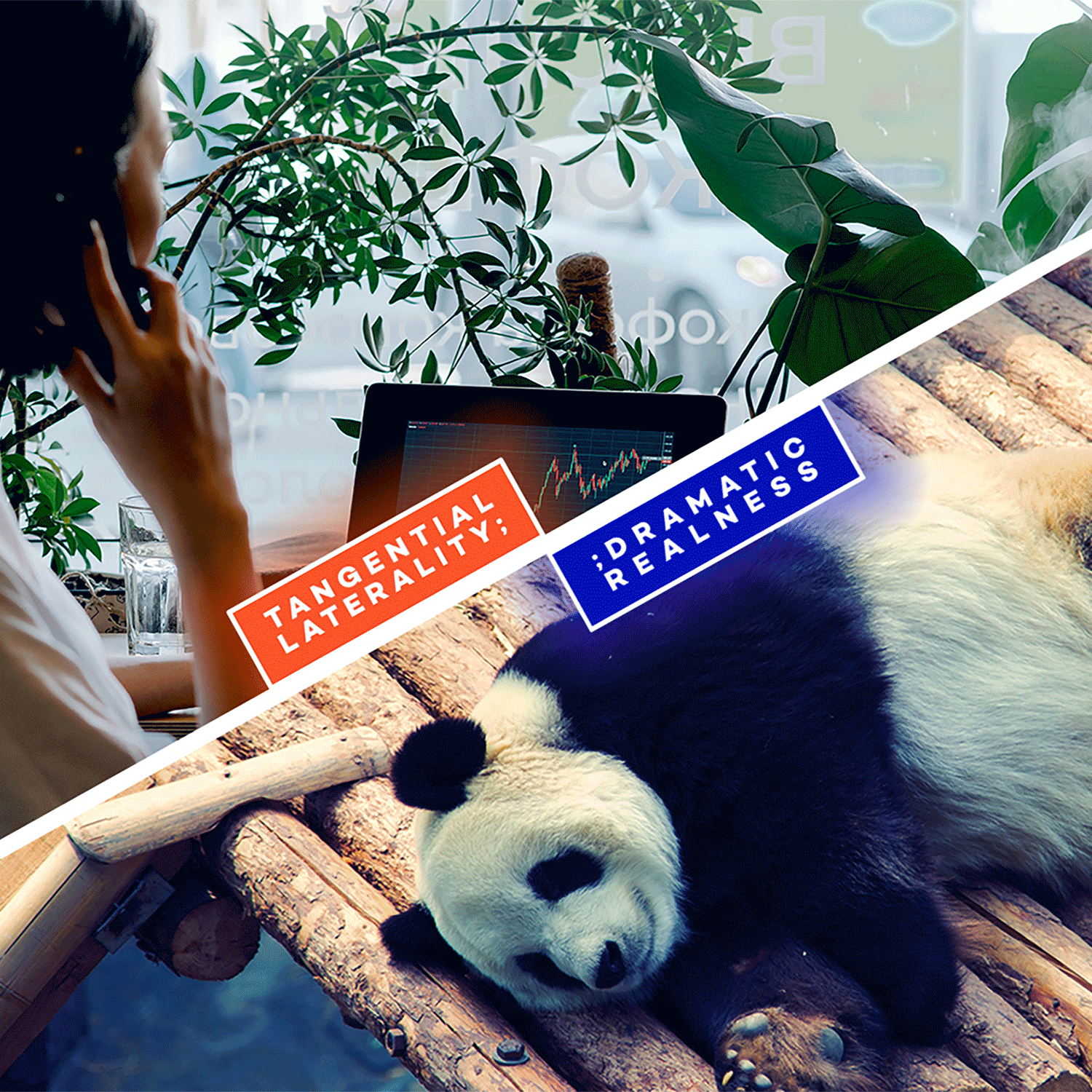 CaPex Pandas RICE CaPex Pandas RICE
